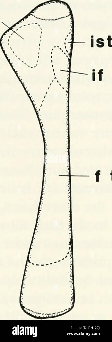 . Bulletin. Natural history; Natuurlijke historie. COROSAURUS ...