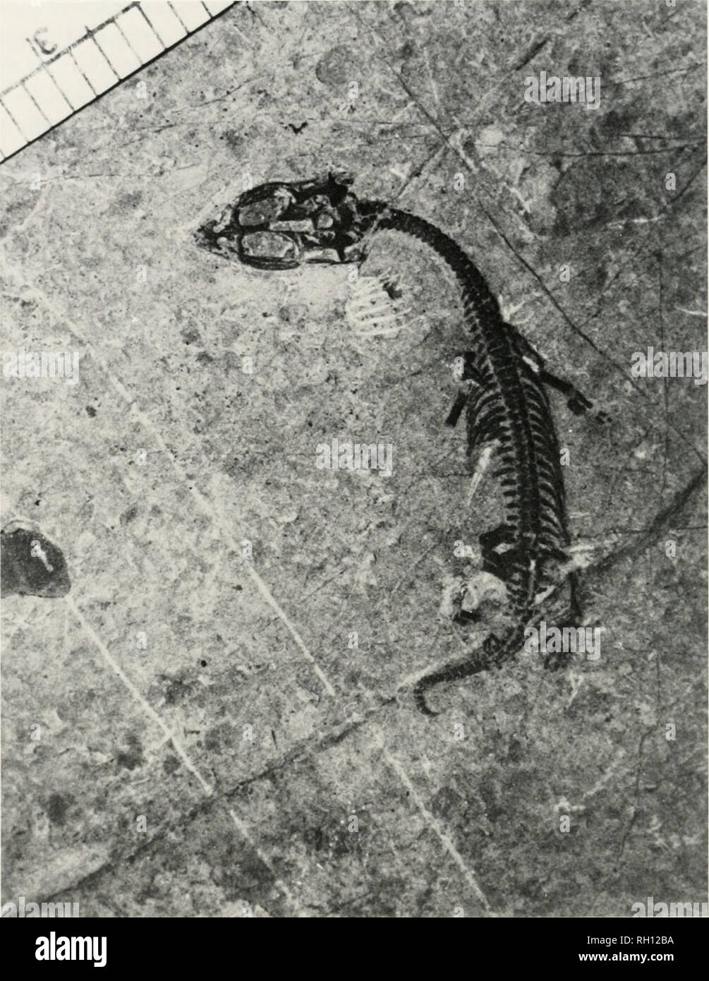 . Bulletin. Natural history; Natuurlijke historie. 42 PEABODY MUSEUM ...