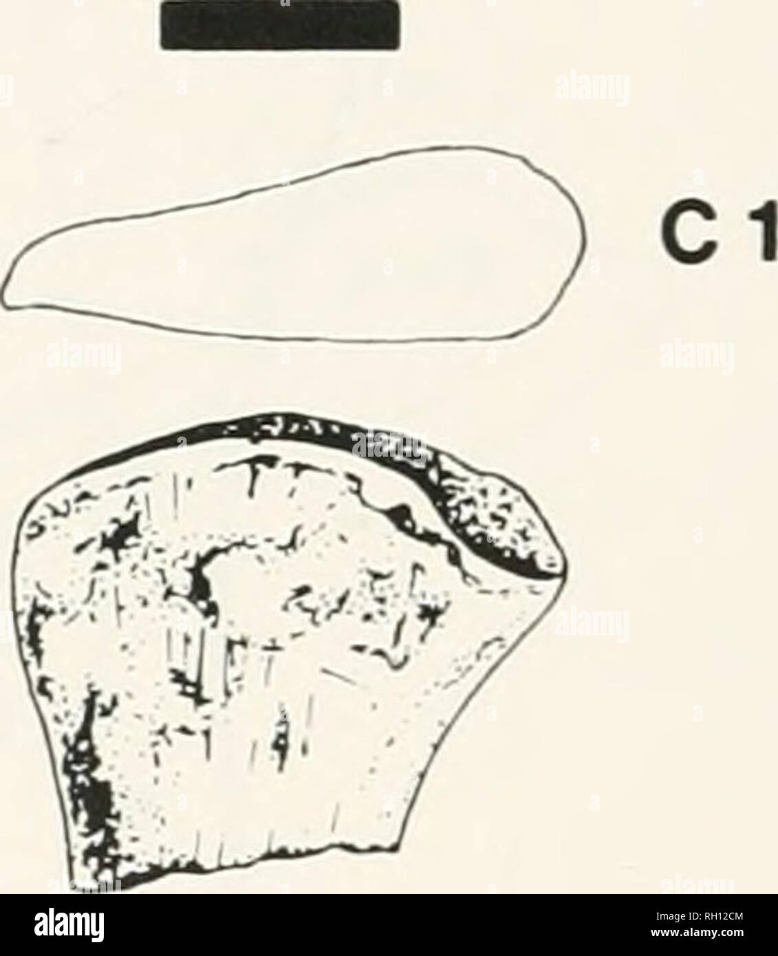 . Bulletin. Natural history; Natuurlijke historie. 1 cm c r. Fig. 19 ...
