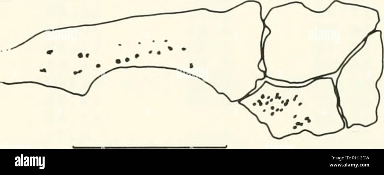 . Bulletin. Natural history; Natuurlijke historie. Fig. 34. S ...