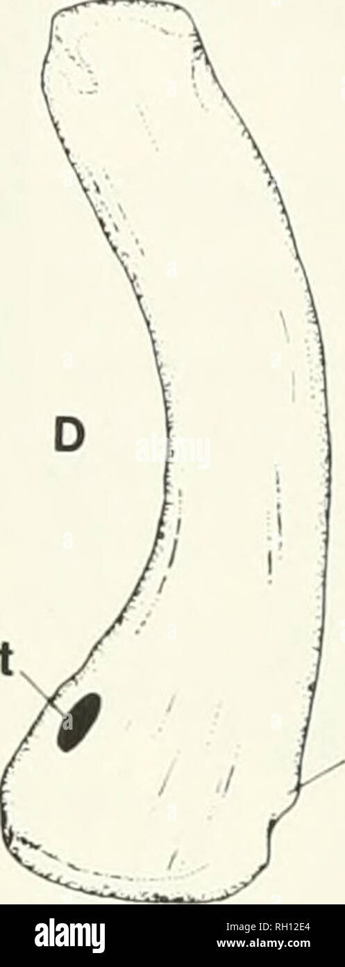 . Bulletin. Natural history; Natuurlijke historie. 5 cm ent. sup ent ...