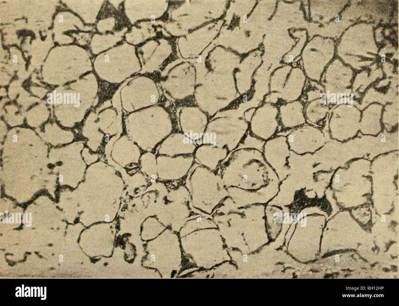 Plant cell collapse hi-res stock photography and images - Alamy