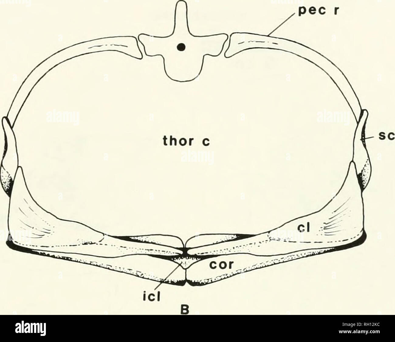 Sauropterygians hi-res stock photography and images - Alamy