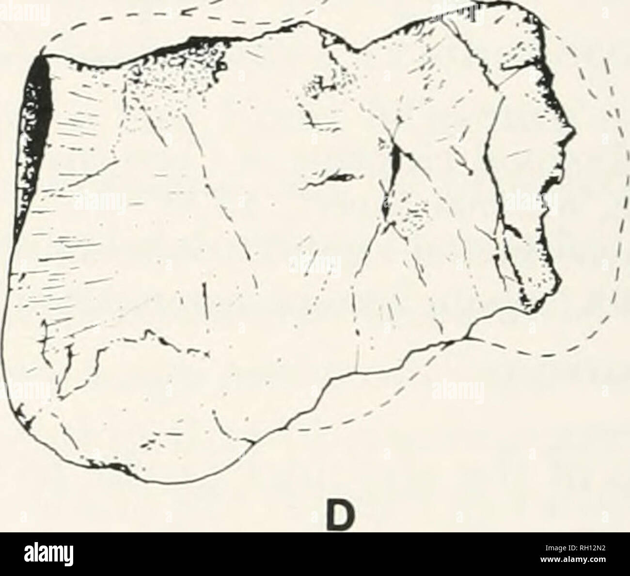 . Bulletin. Natural history; Natuurlijke historie. 3 cm. Fig. 12 ...