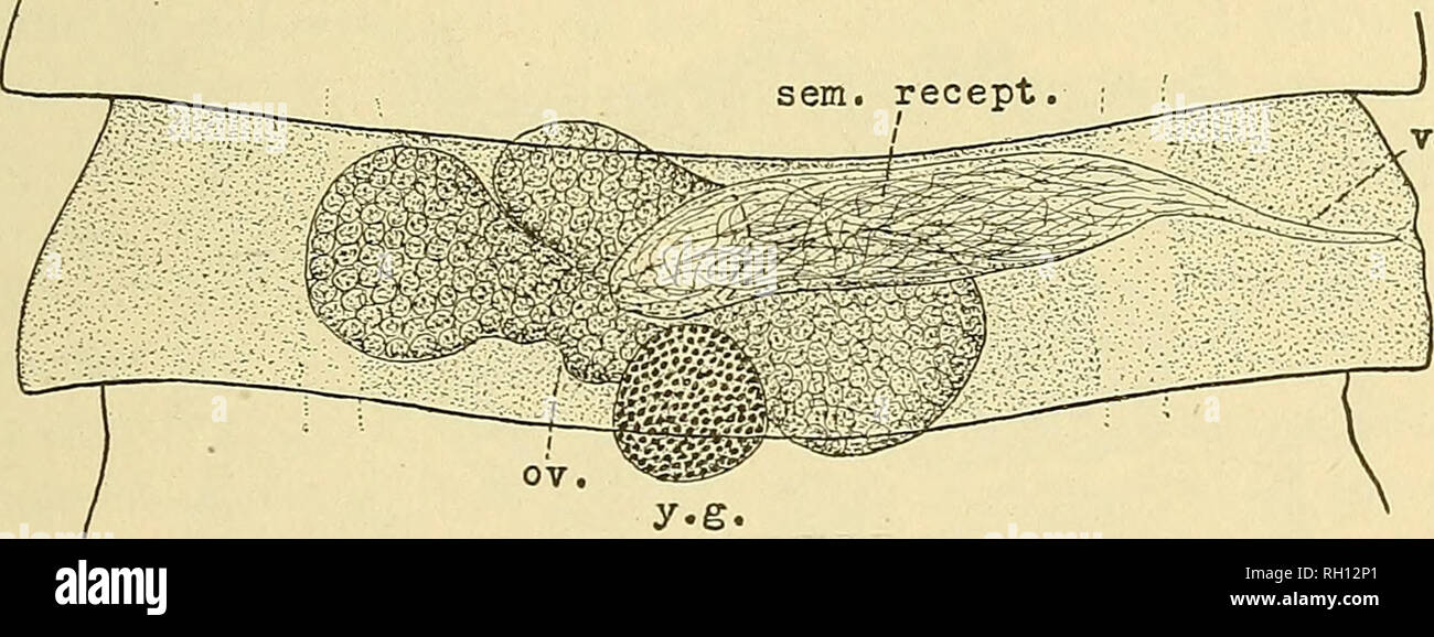 . Bulletin. Science. y.g. lOQu.. Fig. o9.^Diorchis Americana : Sexually ...