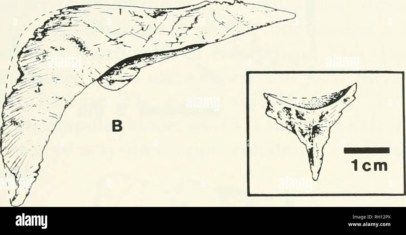 . Bulletin. Natural history; Natuurlijke historie. Fig. 11. Pectoral ...