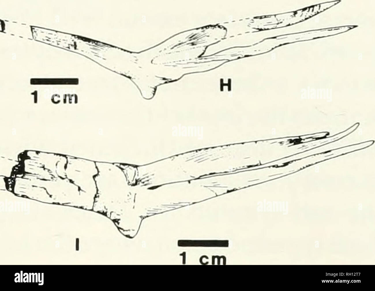 . Bulletin. Natural history; Natuurlijke historie. Fig. 10. Axial ...