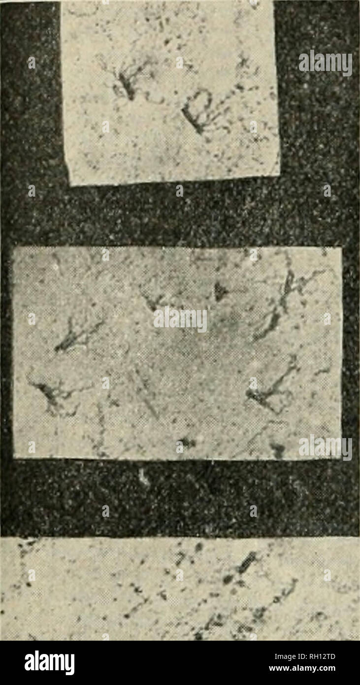 Globular root hi-res stock photography and images - Alamy