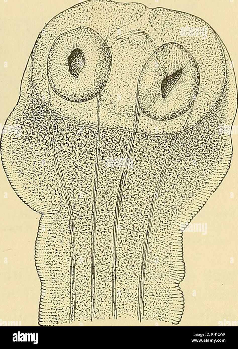 . Bulletin. Science. T^NIOTD CESTODES OF NORTH AMERICAN BIRDS. 43. The ...