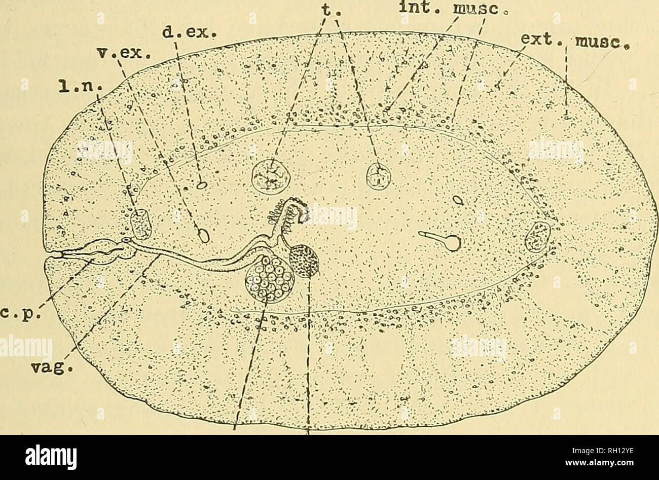 . Bulletin. Science. TiENIOID CESTODES OF NORTH AMERICAN BIRDS. 35 long ...