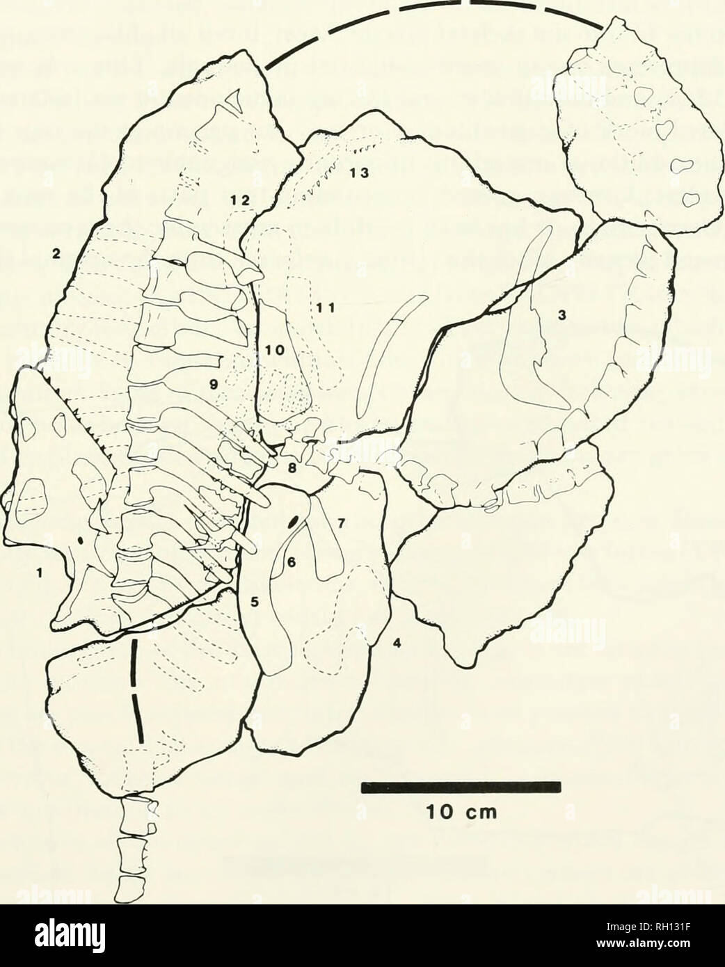 . Bulletin. Natural history; Natuurlijke historie. CO ROSA UR US ALCO ...