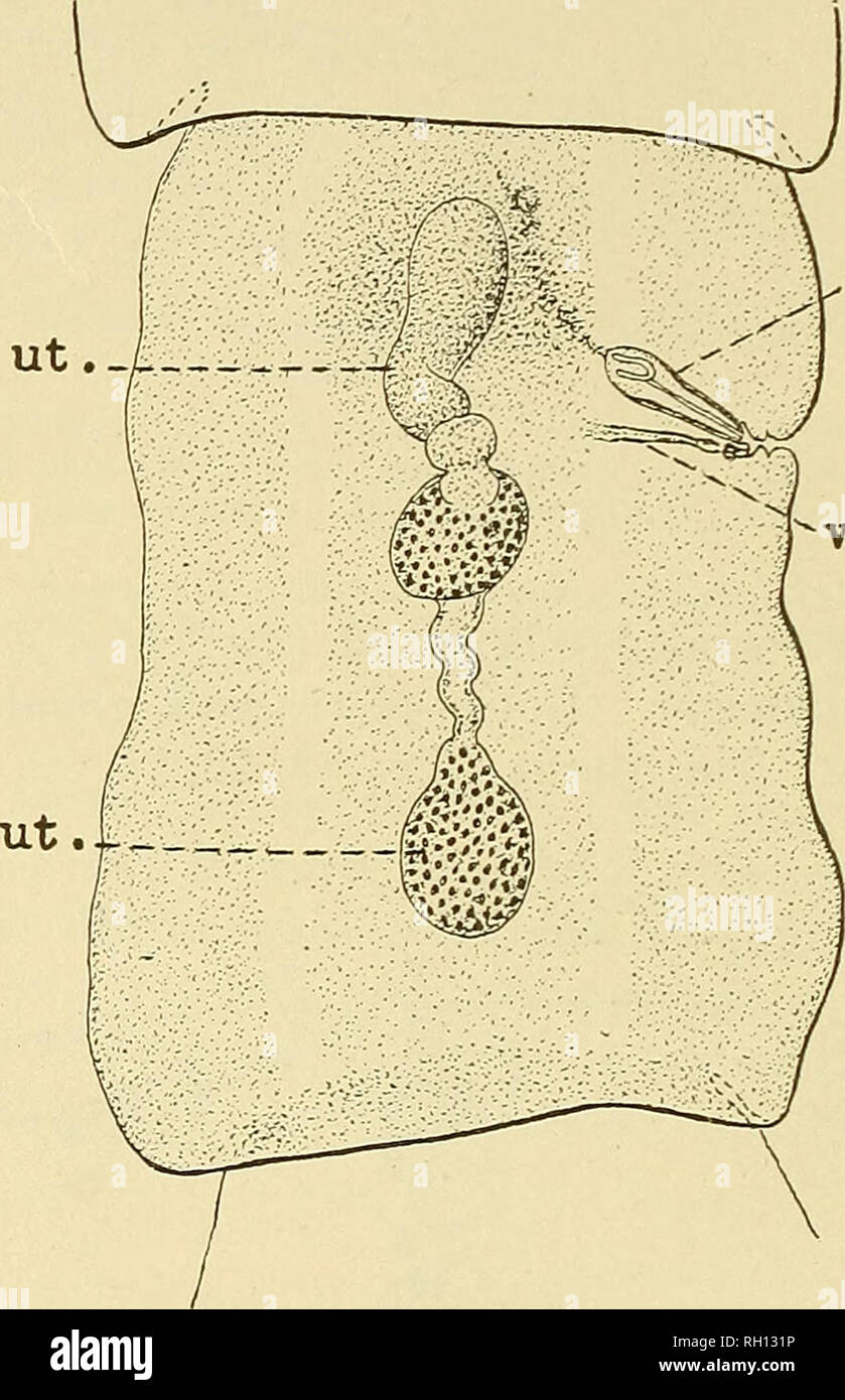 Outer segment membrane hi-res stock photography and images - Alamy