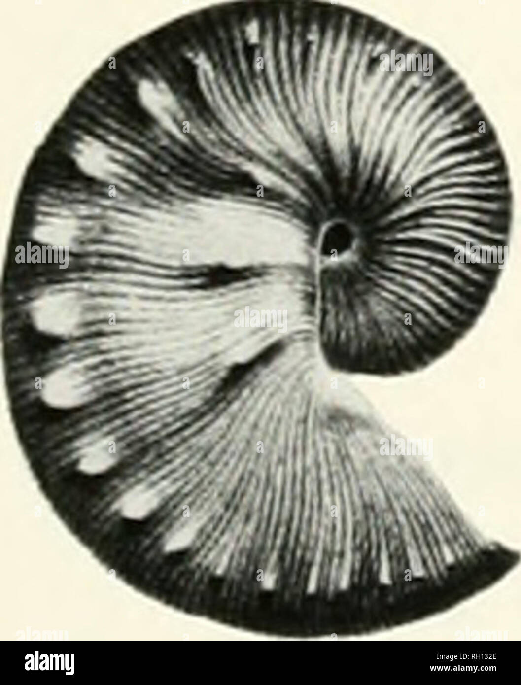 Diapsida hi-res stock photography and images - Alamy