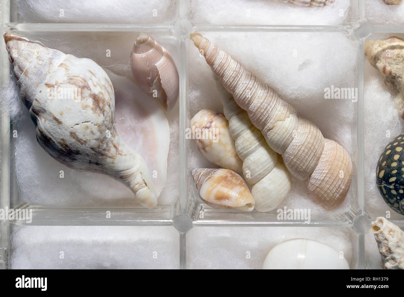 Small clam shells hi-res stock photography and images - Alamy