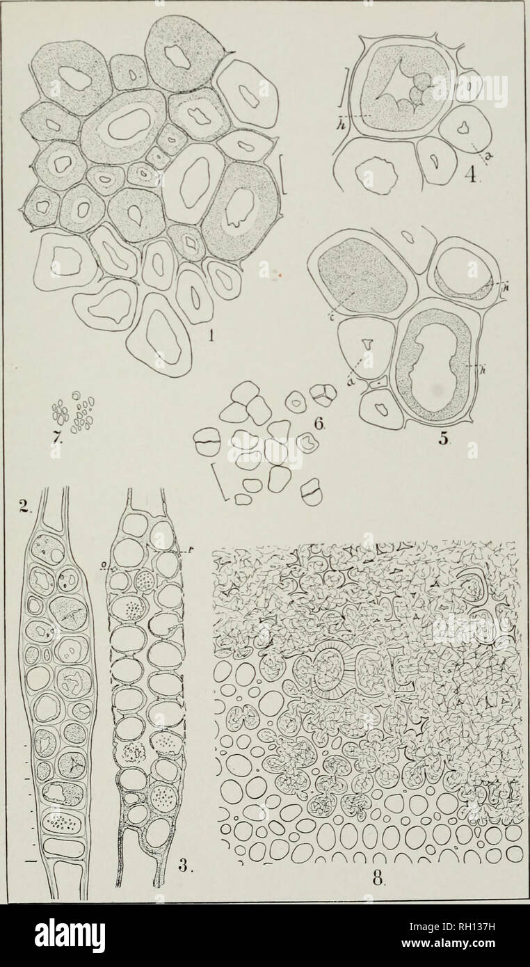 32 cell stage hi-res stock photography and images - Alamy