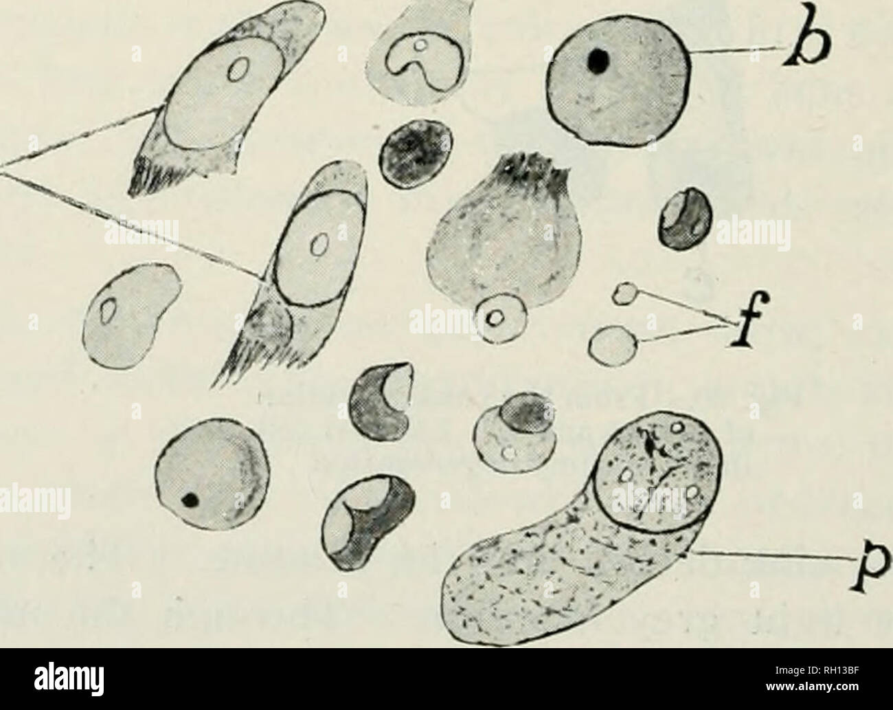 Vegetable glycerine hi-res stock photography and images - Alamy