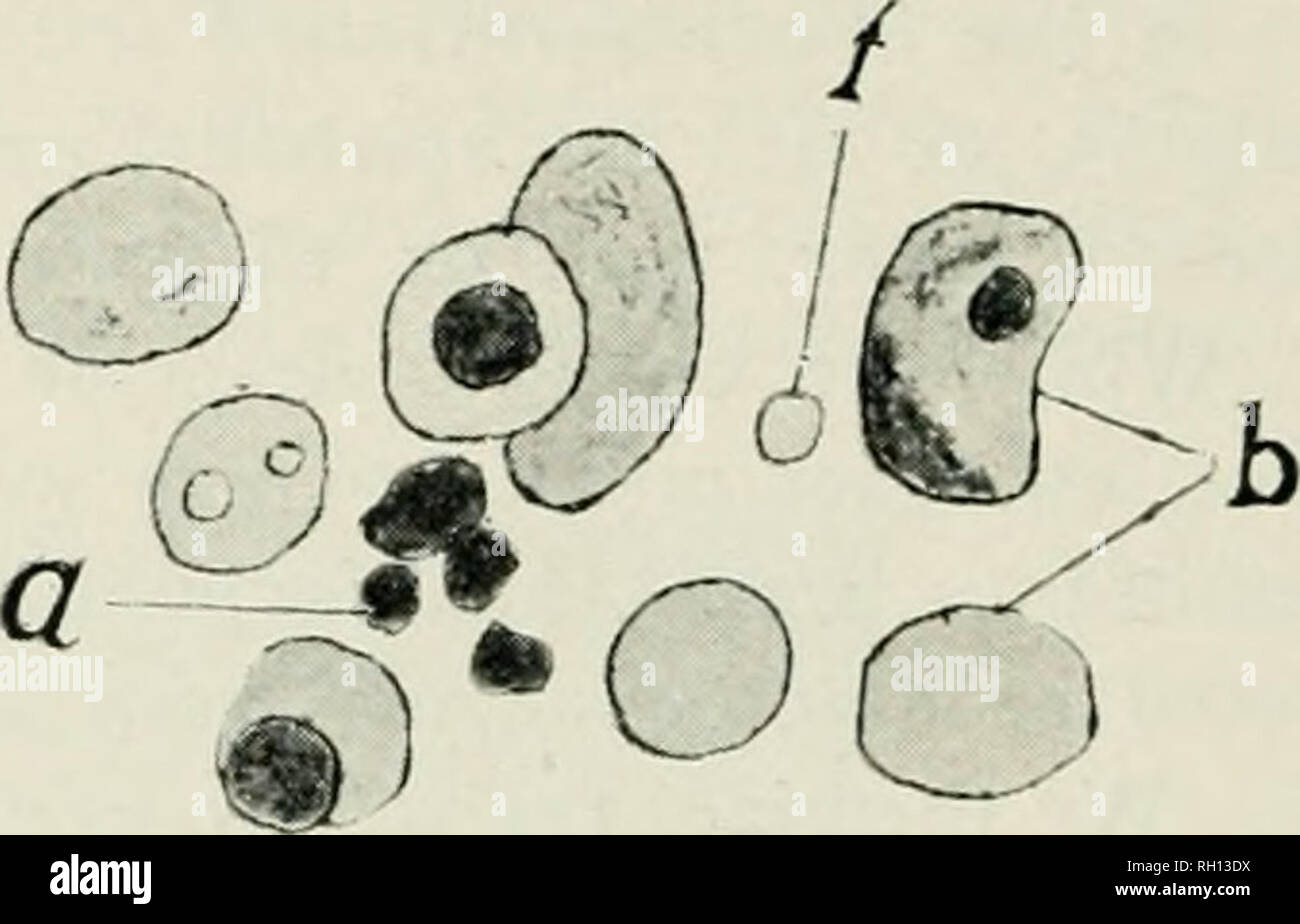 Giant amoeba protozoa hi-res stock photography and images - Alamy