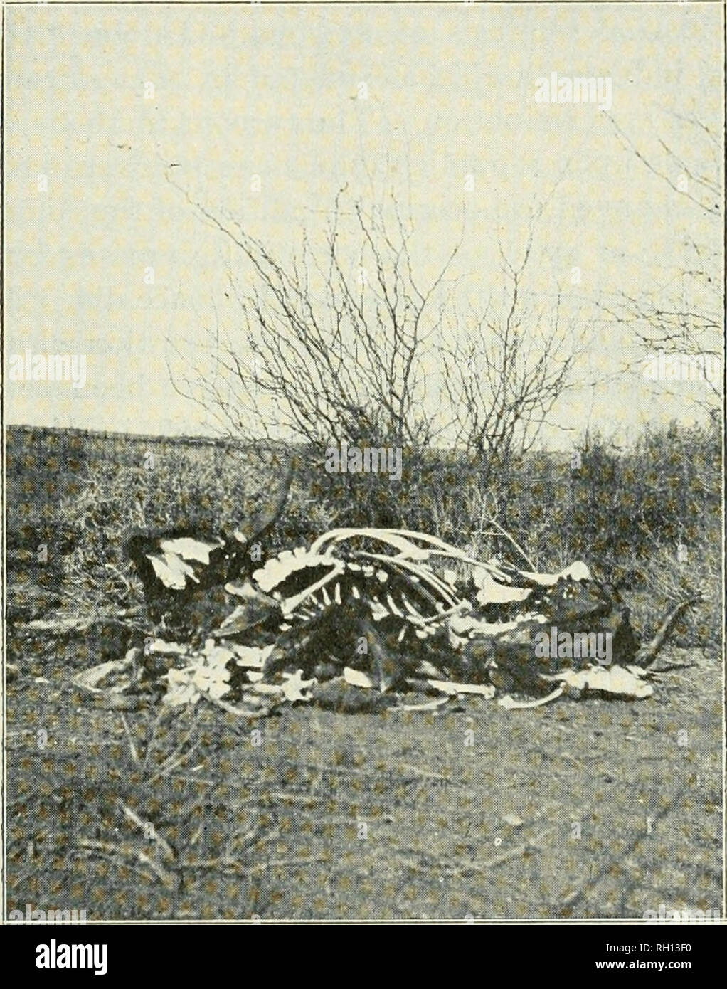 Starving cattle hi-res stock photography and images - Alamy