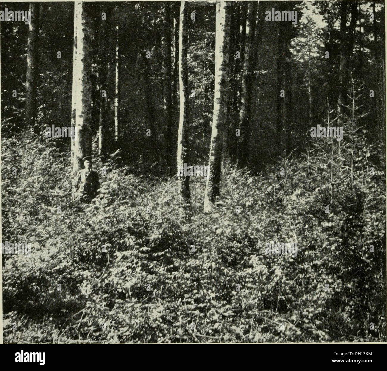 Overgrazing forest hi-res stock photography and images - Alamy