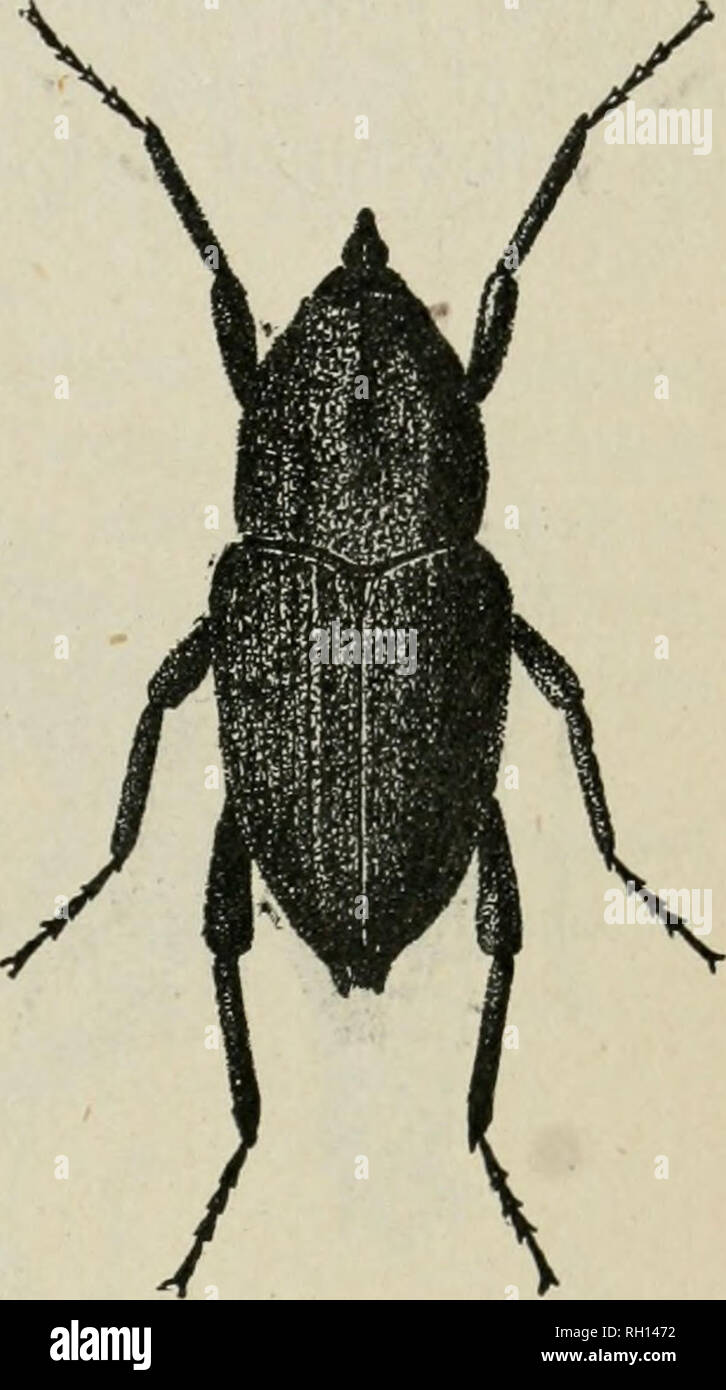 . Bulletin. Animals -- United States; Birds -- United States. TNBECT ...