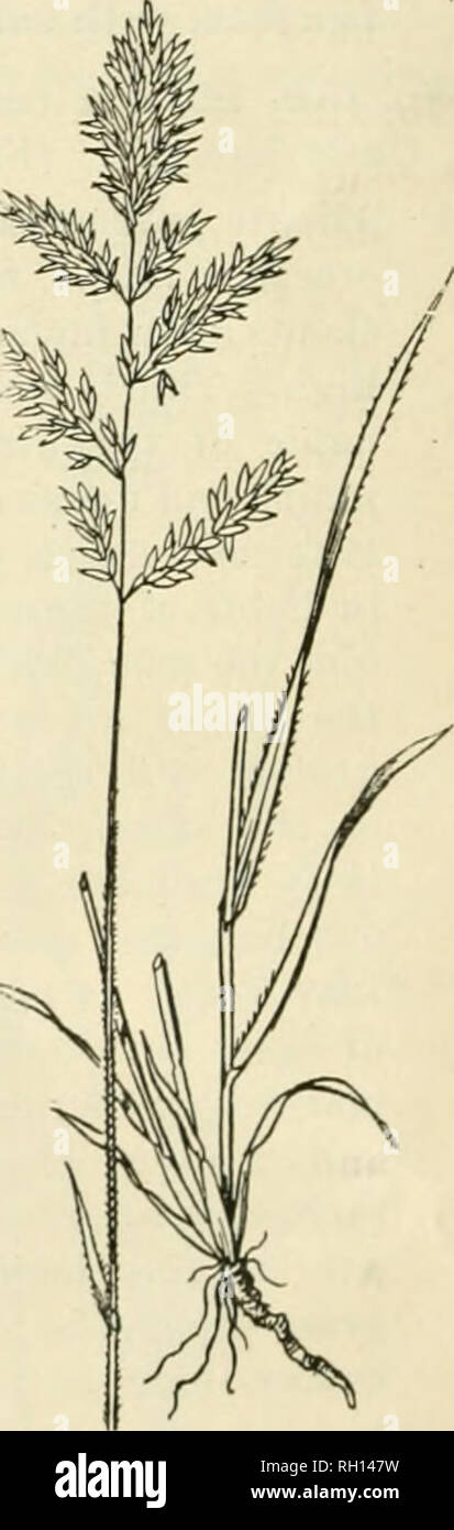 Galleta grass hi-res stock photography and images - Alamy