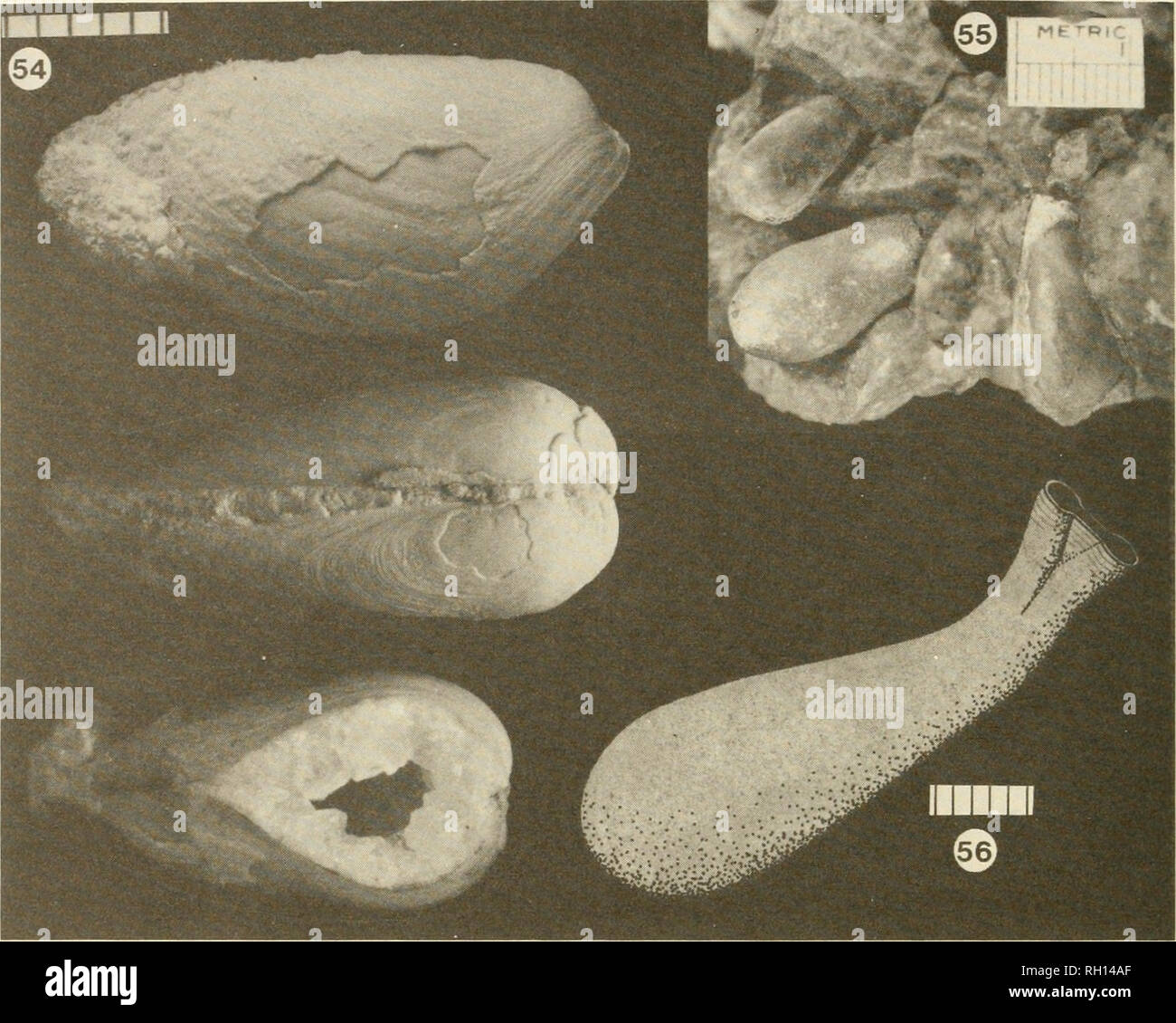 . Bulletin. Natural history; Natuurlijke historie. 60 PEABODY MUSEUM ...