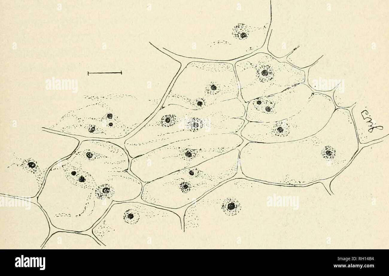 Modium hi-res stock photography and images - Alamy
