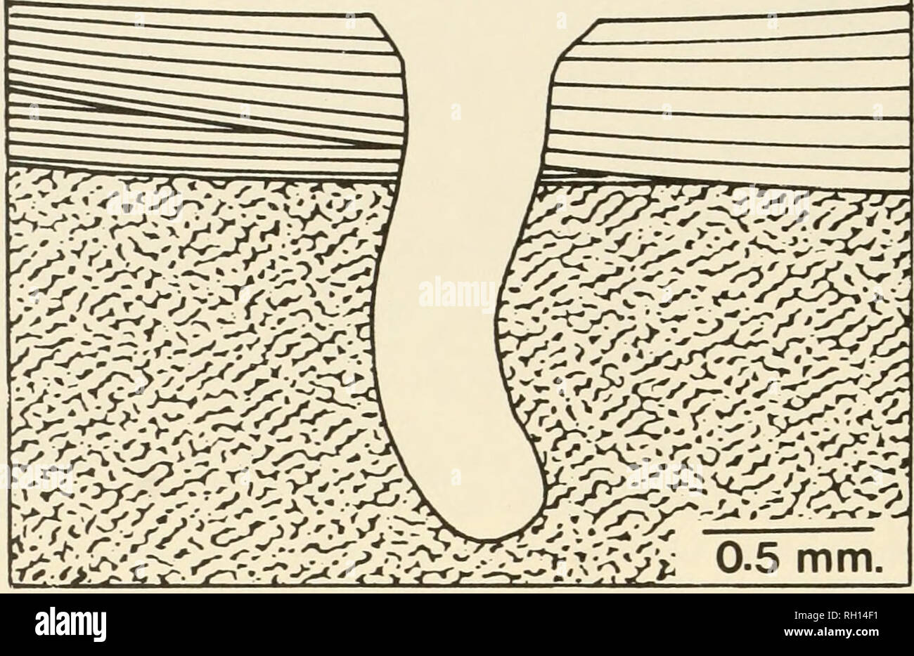 . Bulletin. Natural history; Natuurlijke historie. 50 PEABODY MUSEUM ...