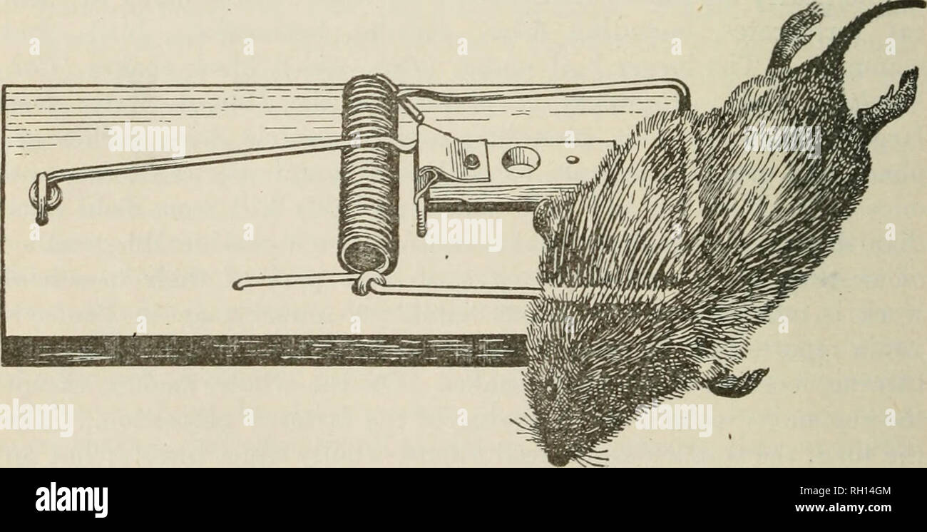 Effective mouse trap hi-res stock photography and images - Alamy