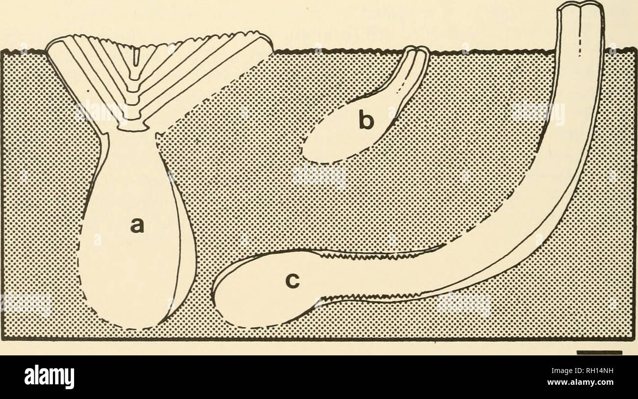 . Bulletin. Natural history; Natuurlijke historie. 8. BURROWS Unlike ...