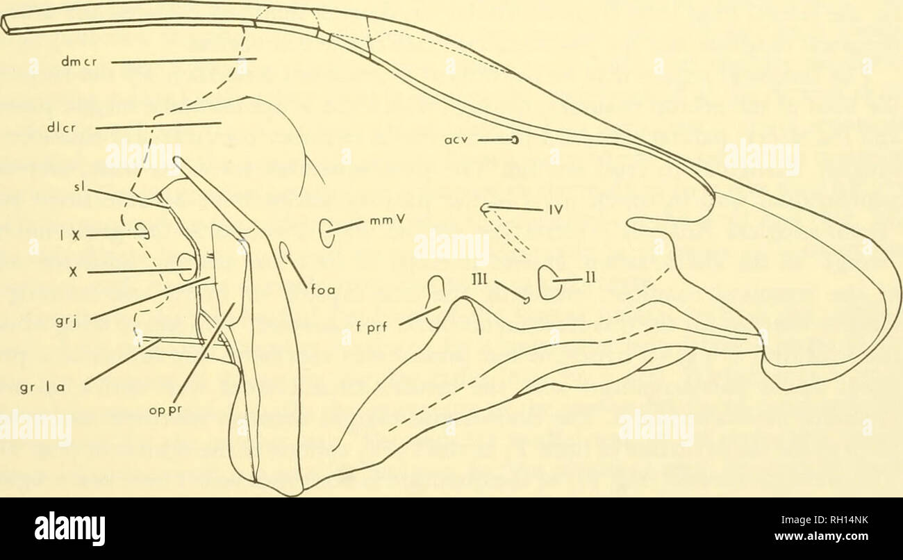 . Bulletin. Natural history; Natuurlijke historie. A PRIMITIVE DEVONIAN ...