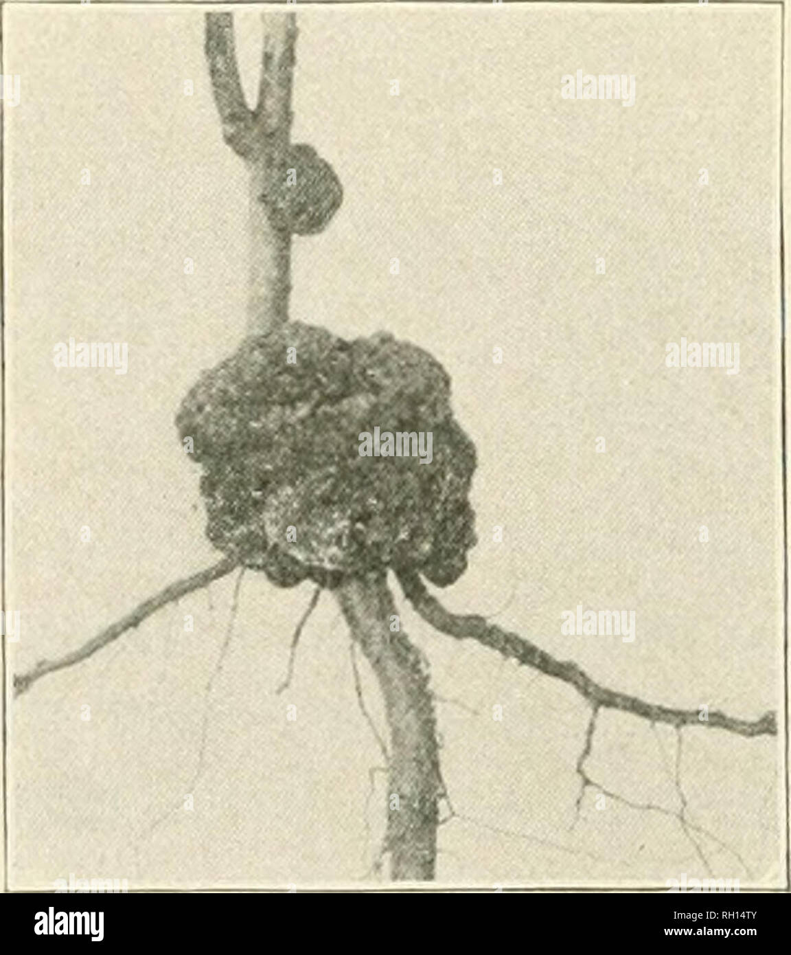 Inserting seedlings hi-res stock photography and images - Alamy