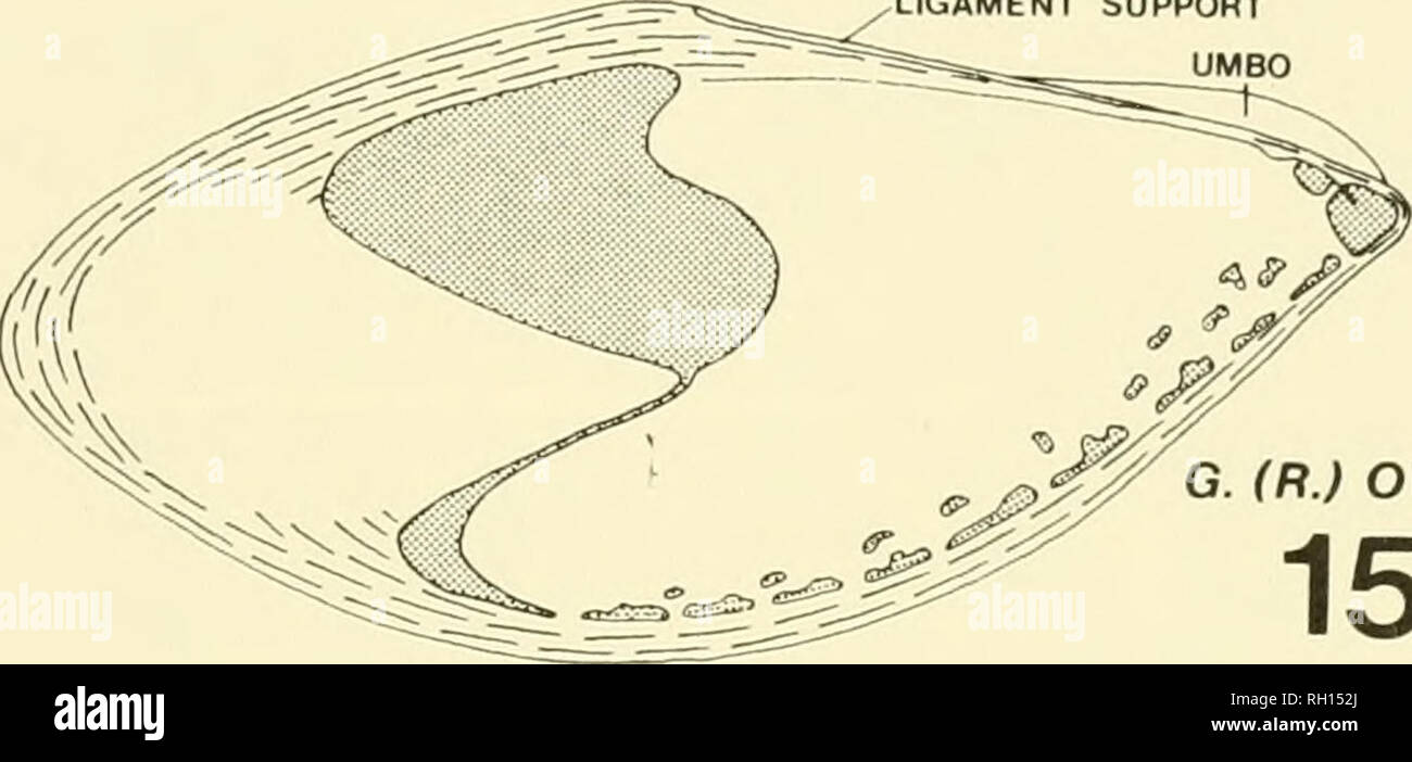 Umbo Stock Photos & Umbo Stock Images - Alamy