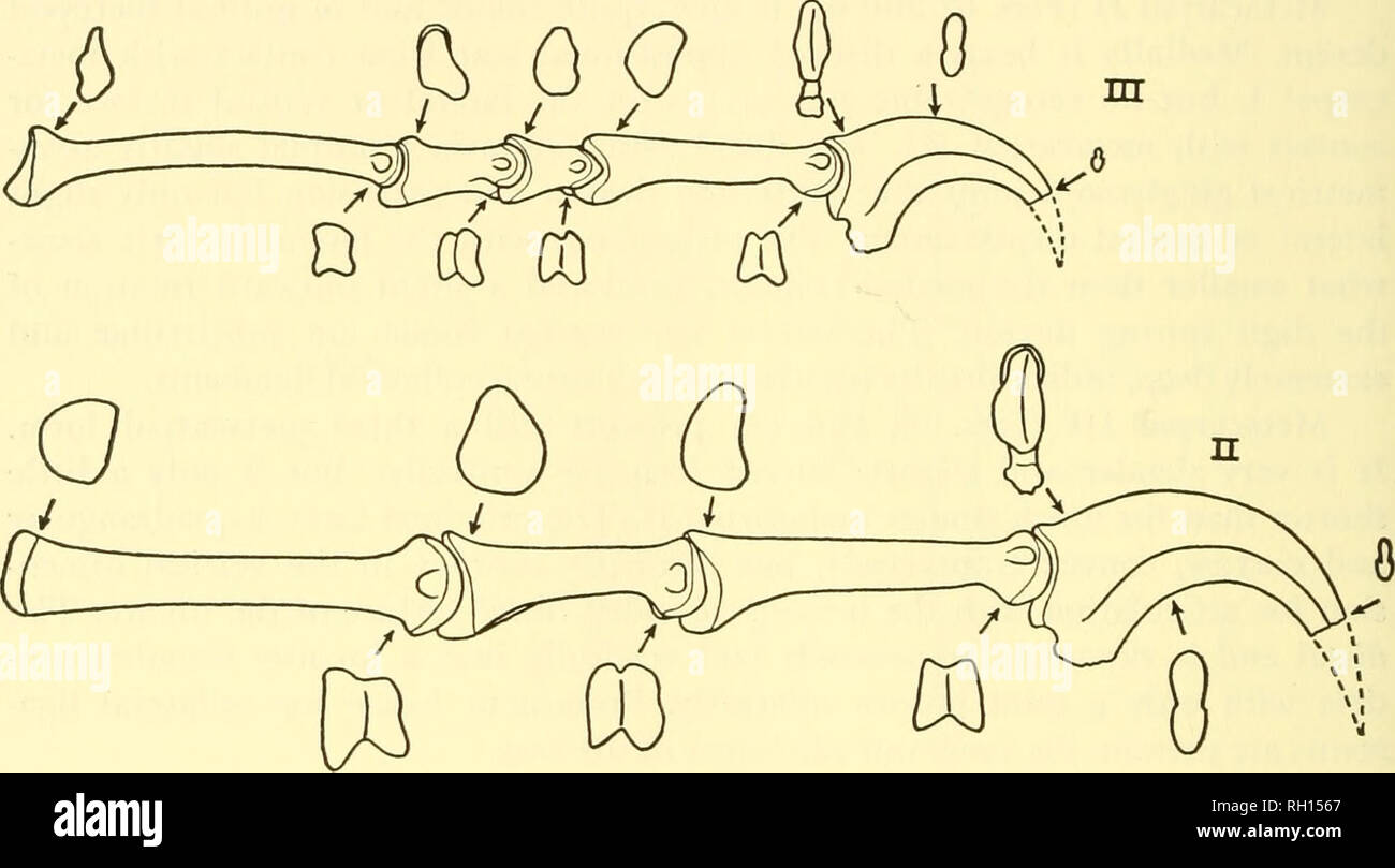 . Bulletin. Natural history; Natuurlijke historie. 106 PEABODY MUSEUM ...