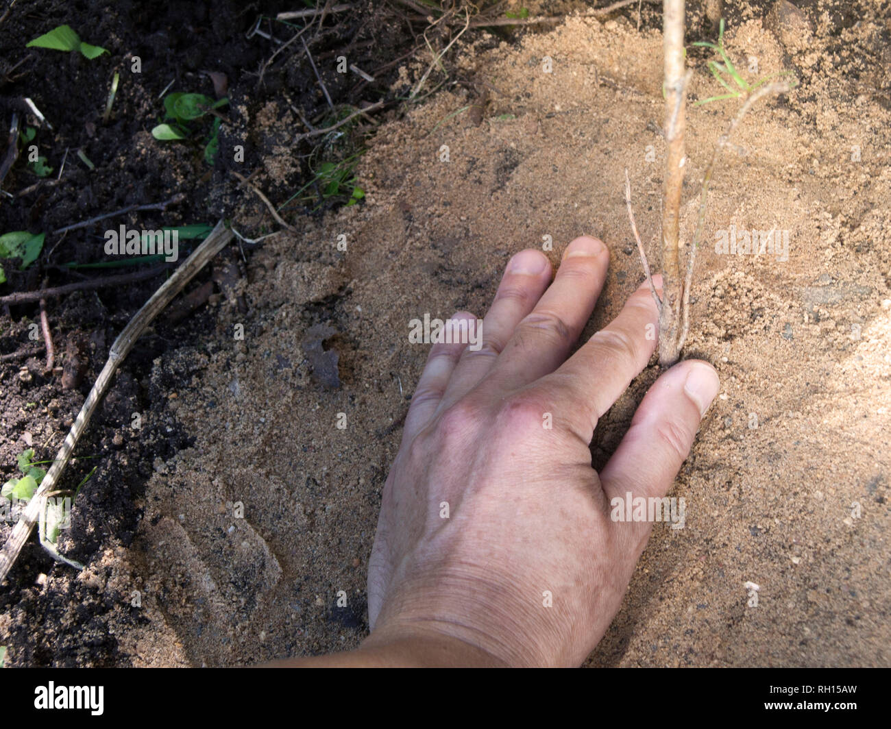 Tree sapling supported with human hand while planting it, outdoor ...