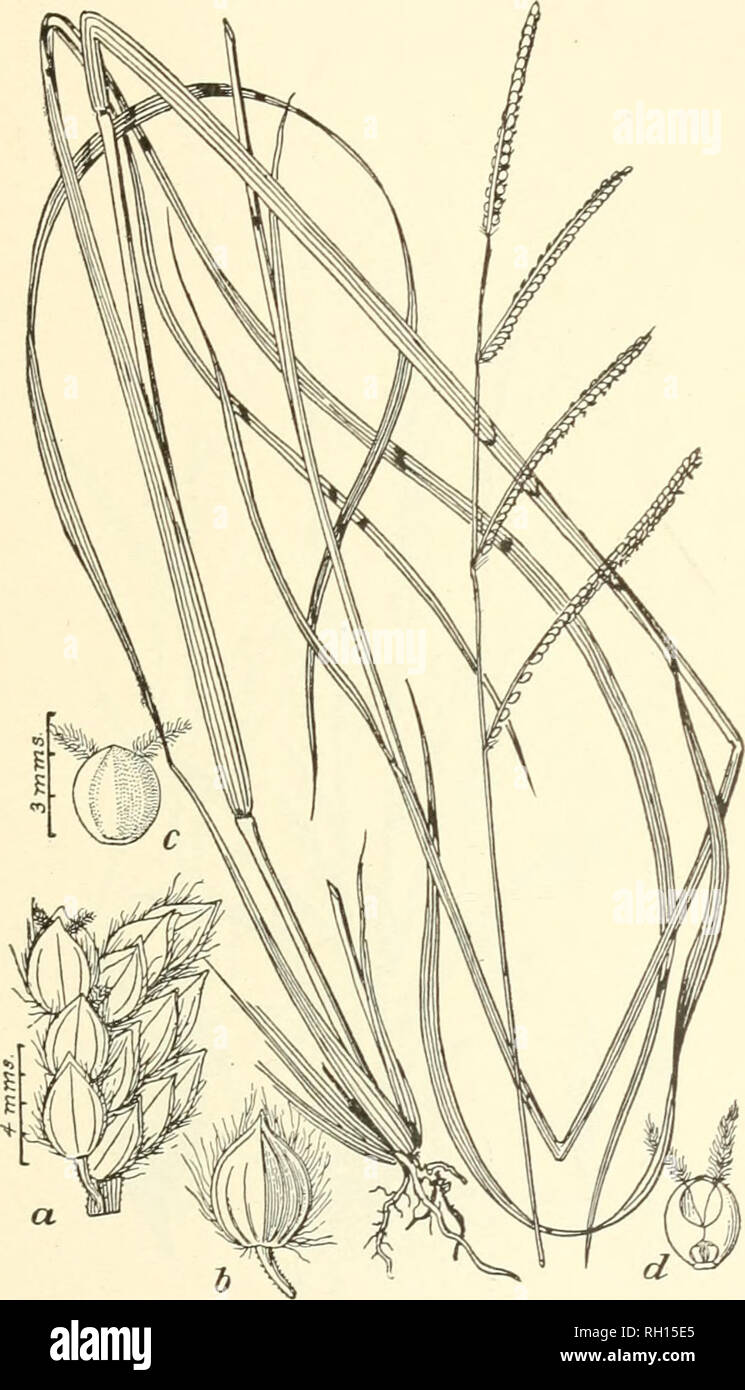 Coarse clumps of grass hi-res stock photography and images - Alamy