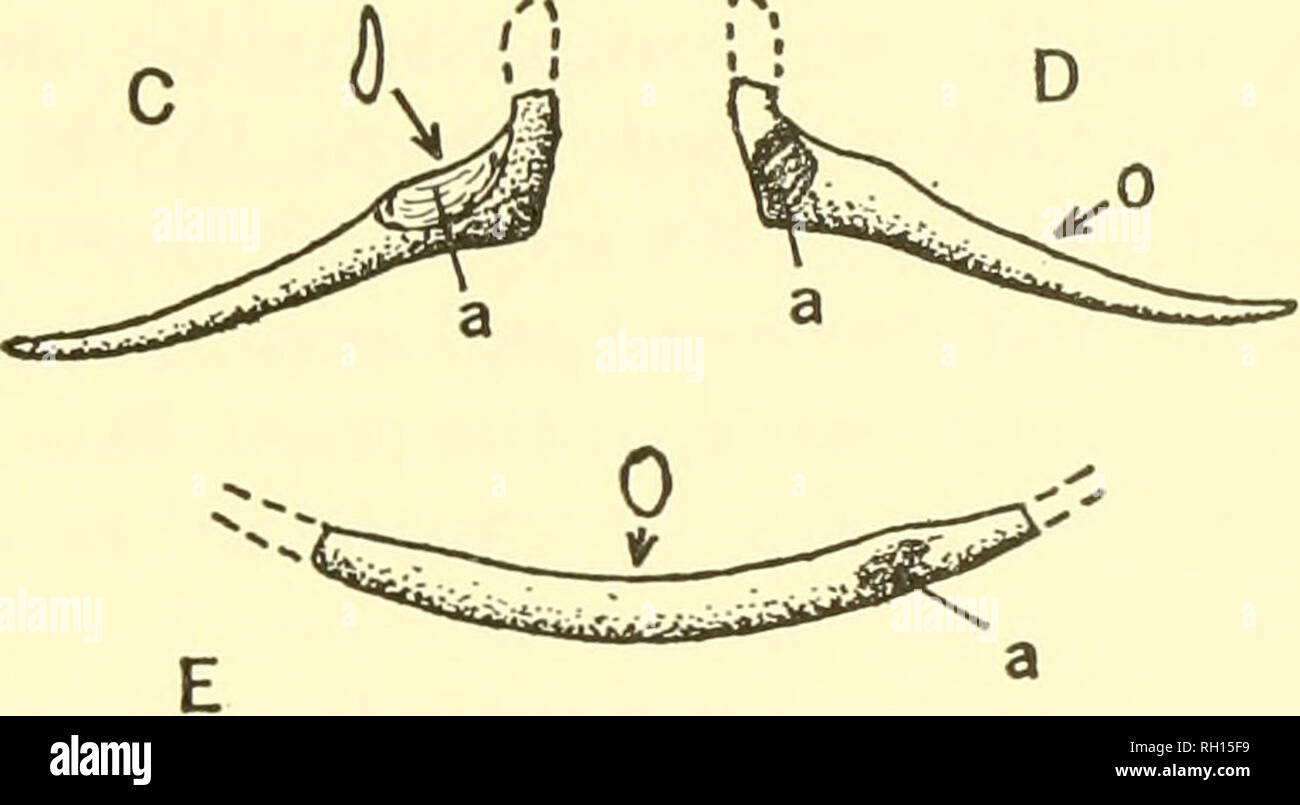 . Bulletin. Natural history; Natuurlijke historie. FIG. 52. Probable ...