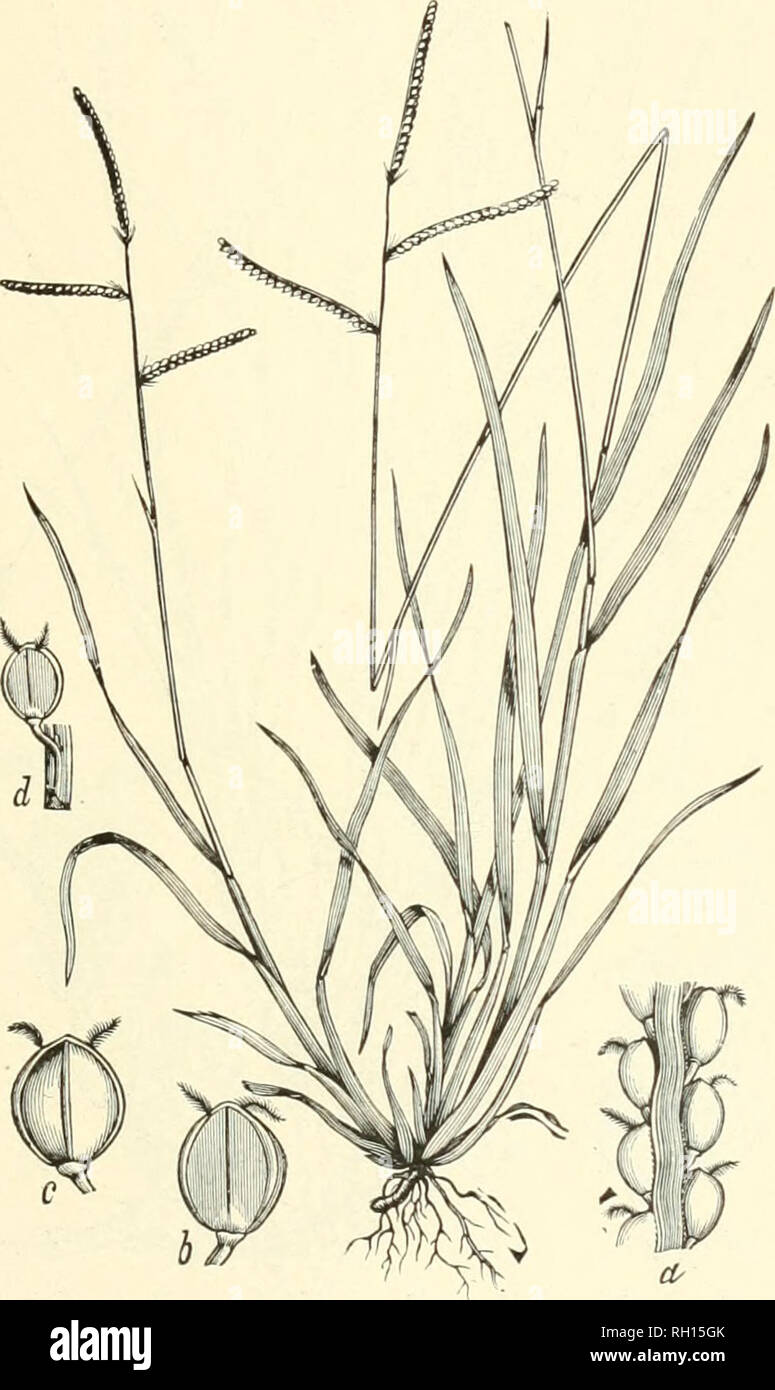 Paspalum laeve hi-res stock photography and images - Alamy