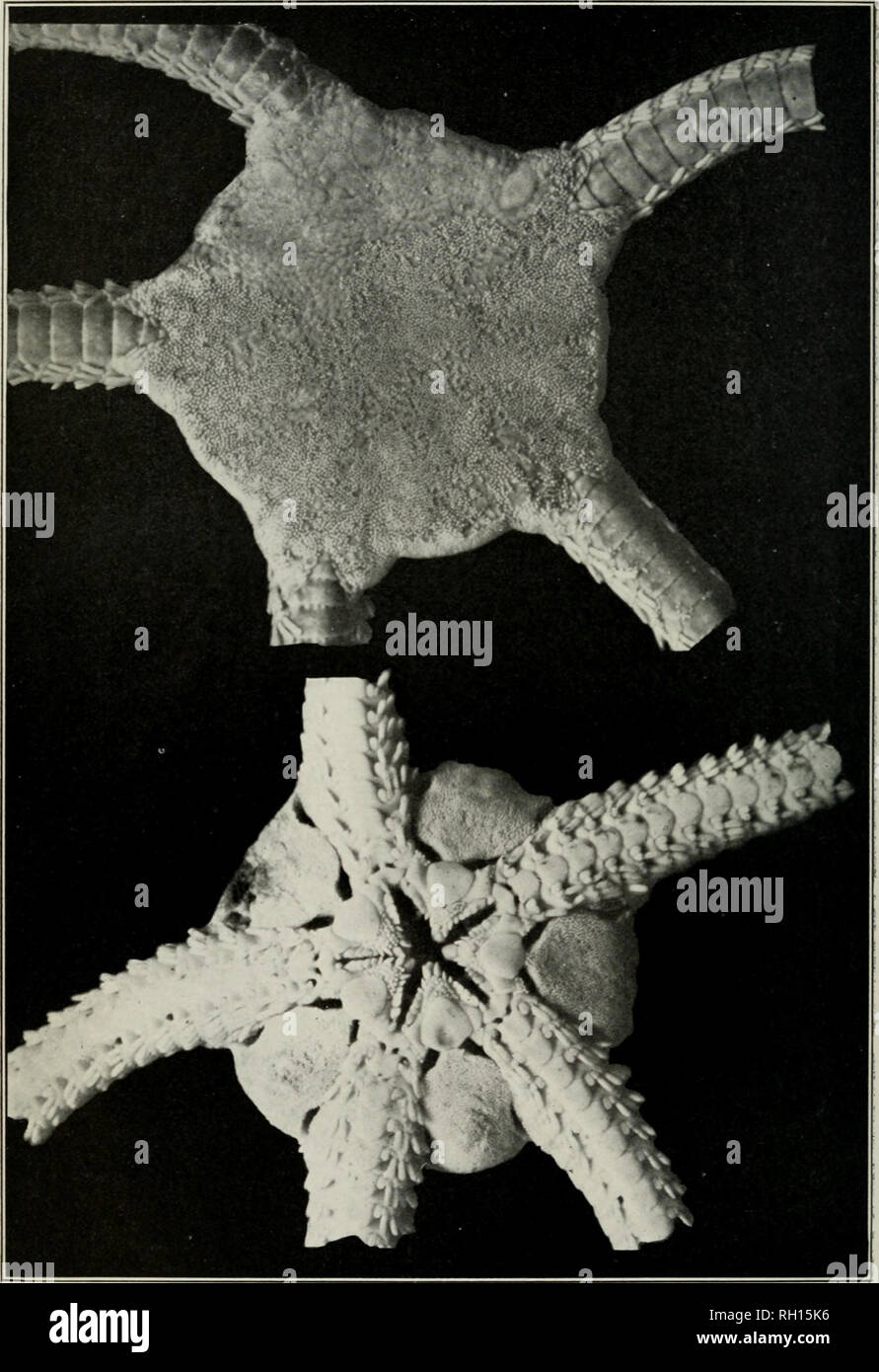 Ophiura High Resolution Stock Photography and Images - Alamy