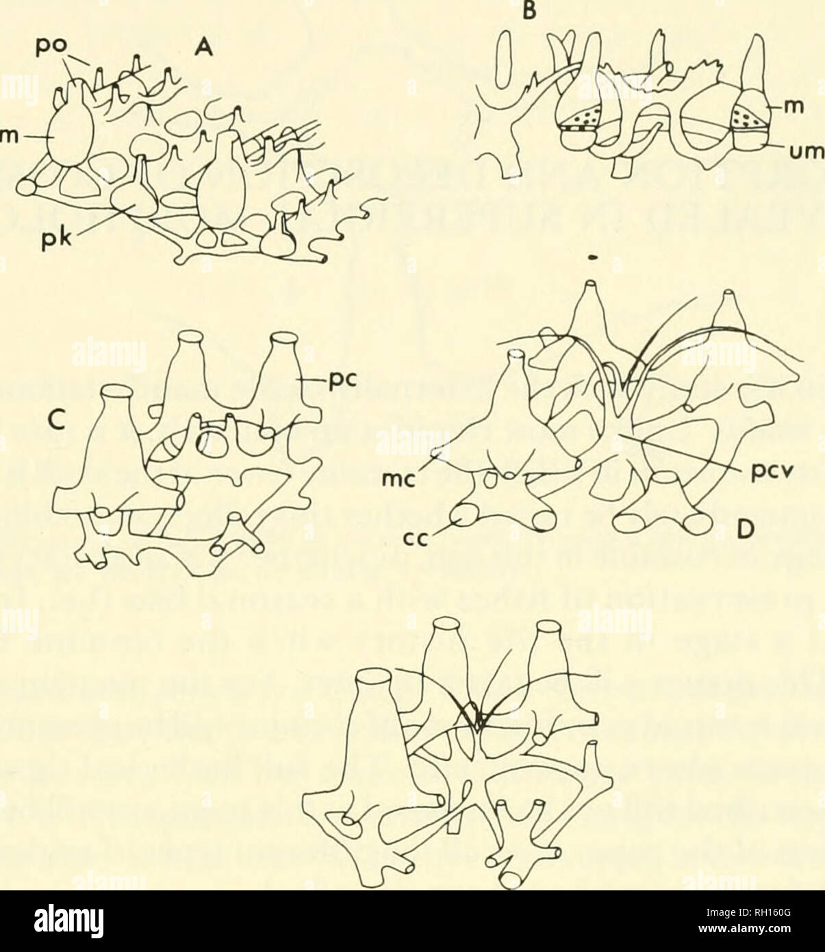. Bulletin. Natural history; Natuurlijke historie. BIOLOGY OF COSMINE ...