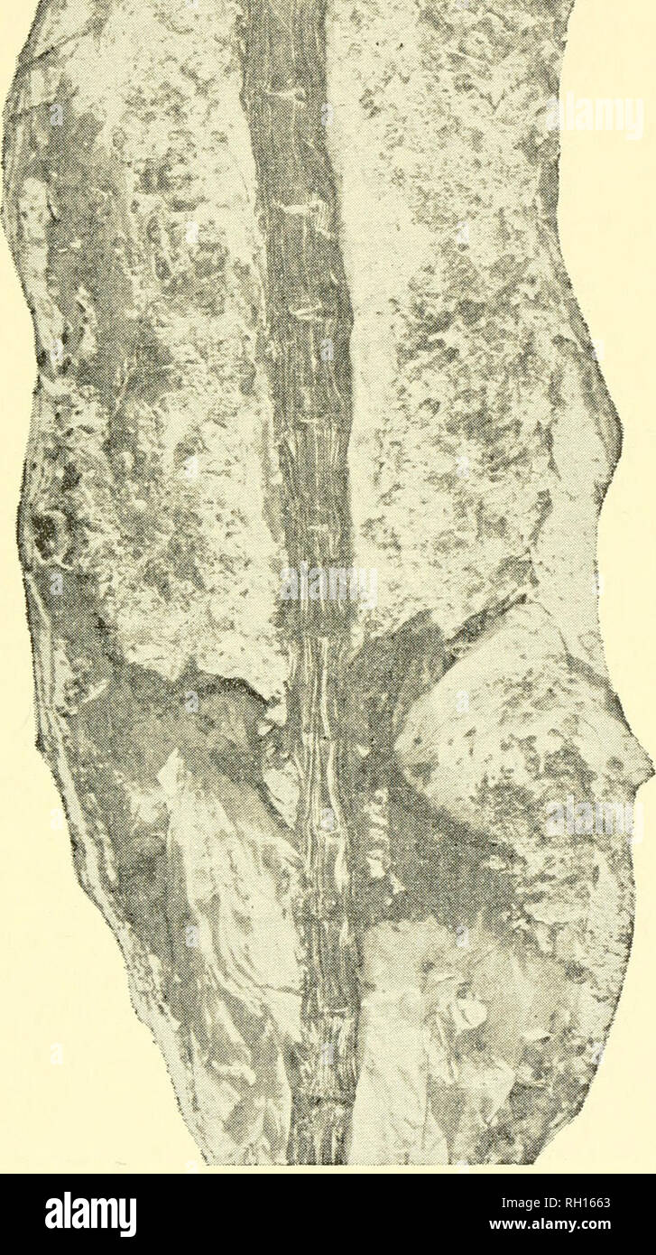 Dorsoventrally flattened body hi-res stock photography and images - Alamy