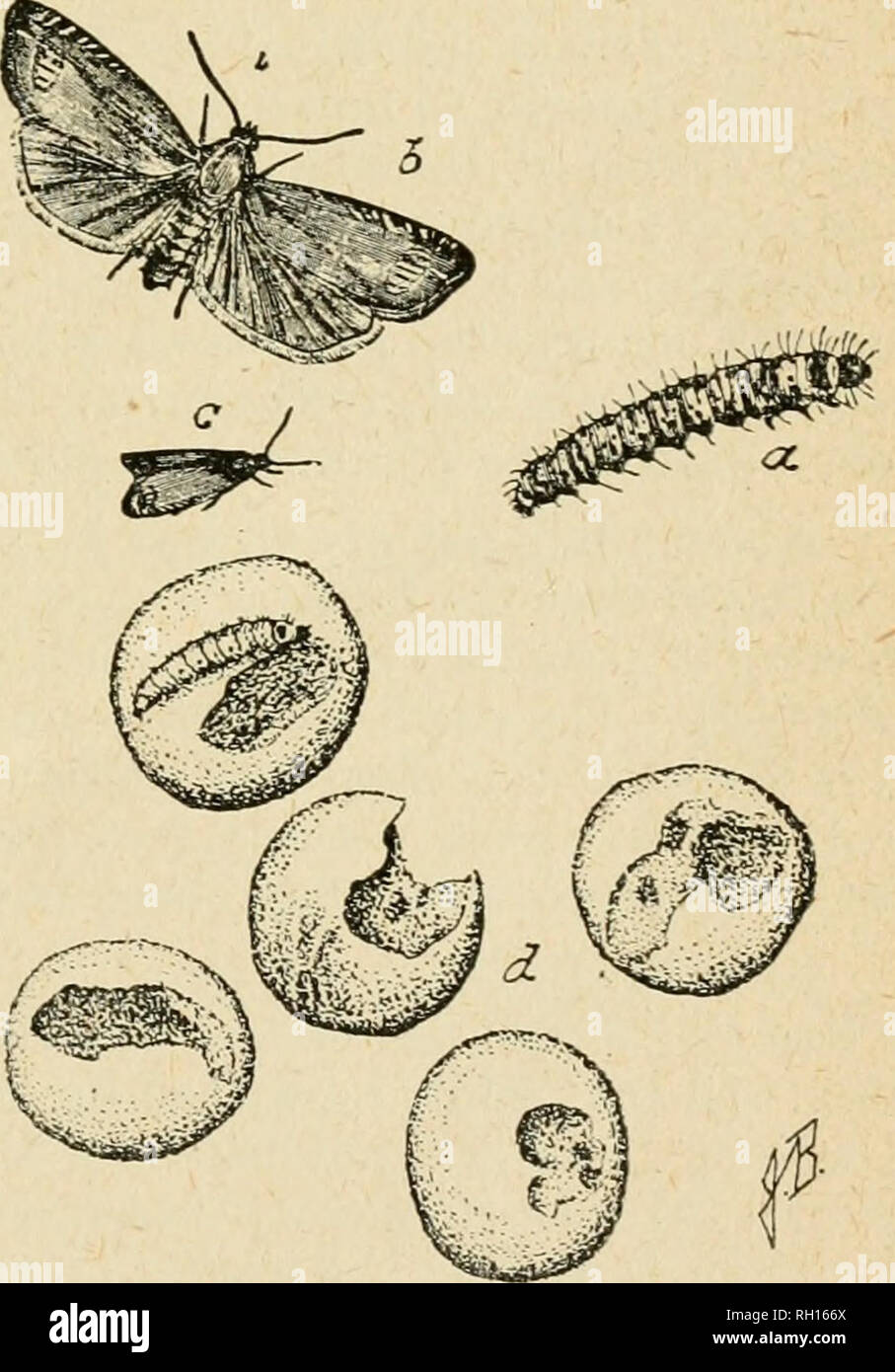Pea moth caterpillar hi-res stock photography and images - Alamy