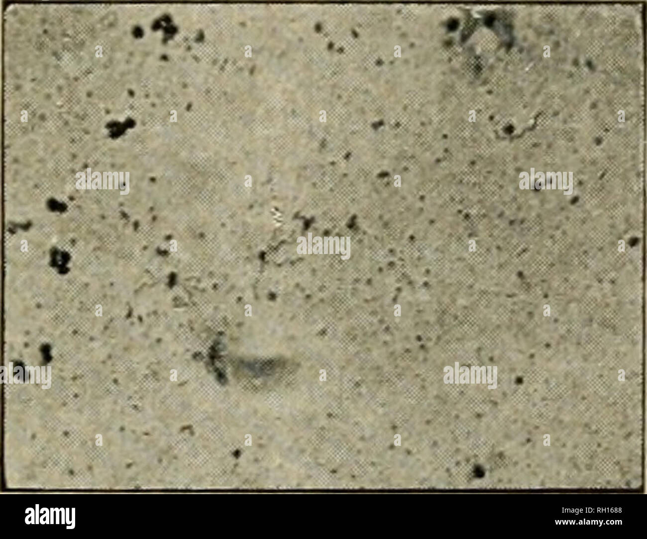 . Bulletin. Agriculture -- Ontario. 13 bacillus," because the bacilli ...