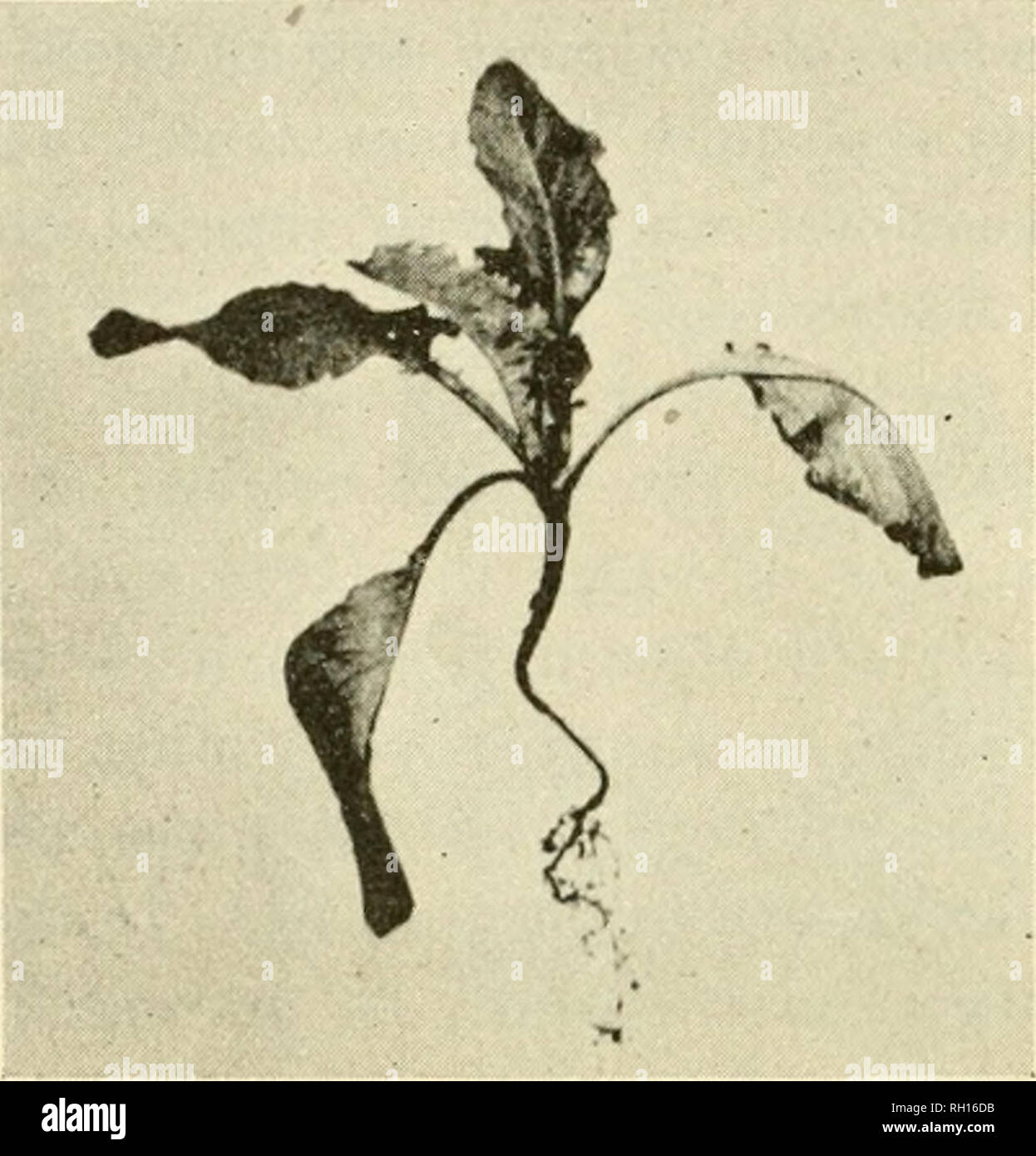 Plant pulled up by roots hi-res stock photography and images - Alamy