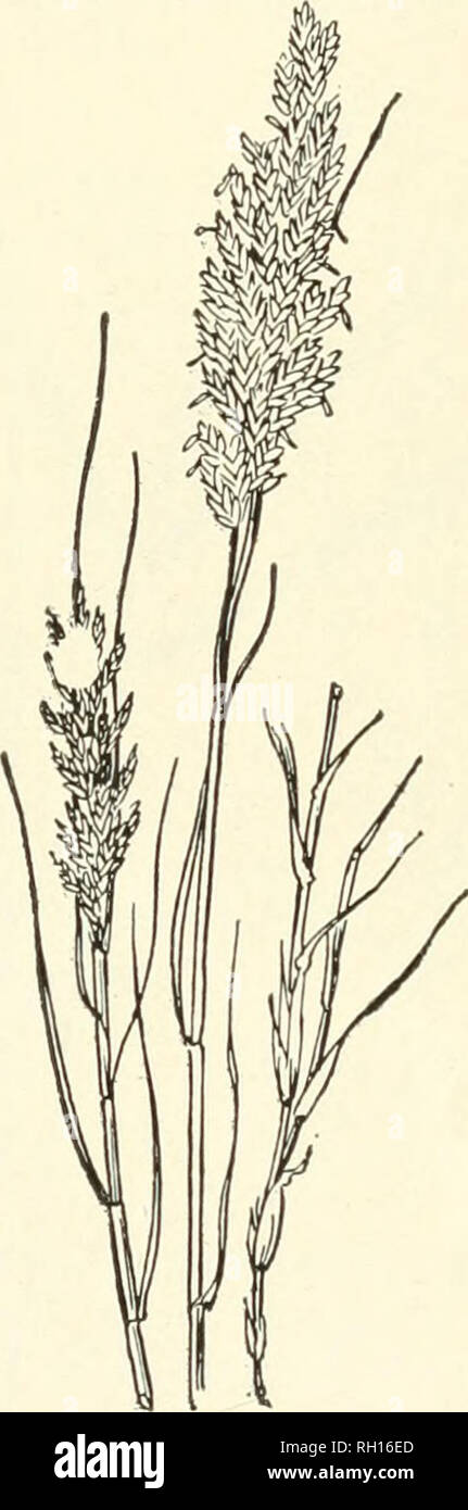 Orcutt grass hi-res stock photography and images - Alamy