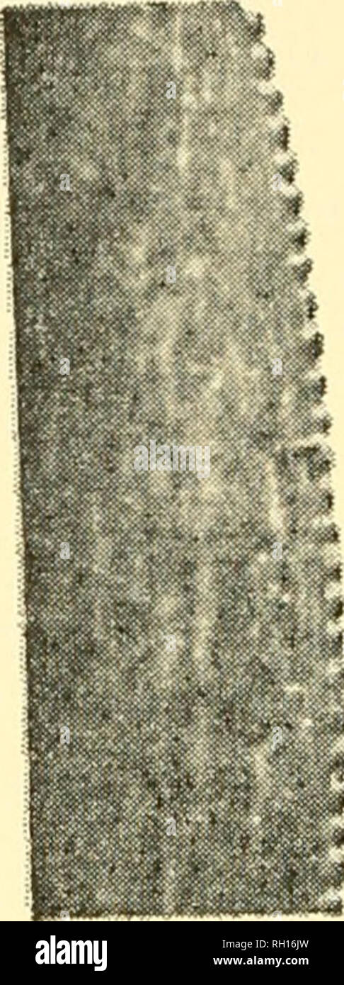 Coelophysis tooth hi-res stock photography and images - Alamy