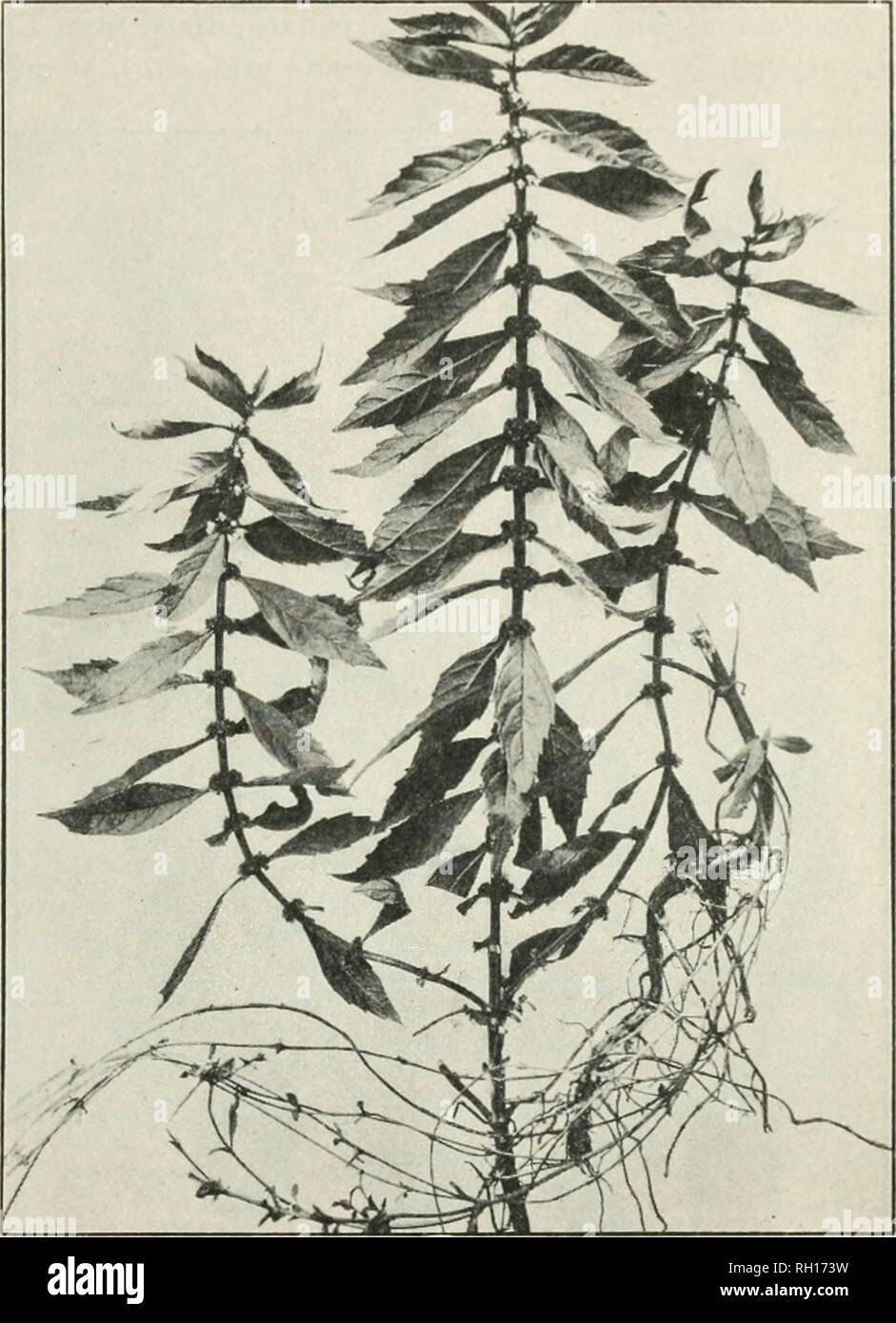 Virginia bugleweed hi-res stock photography and images - Alamy