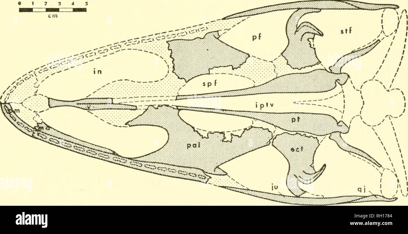 . Bulletin. Natural history; Natuurlijke historie. FIG. 4. Restoration ...