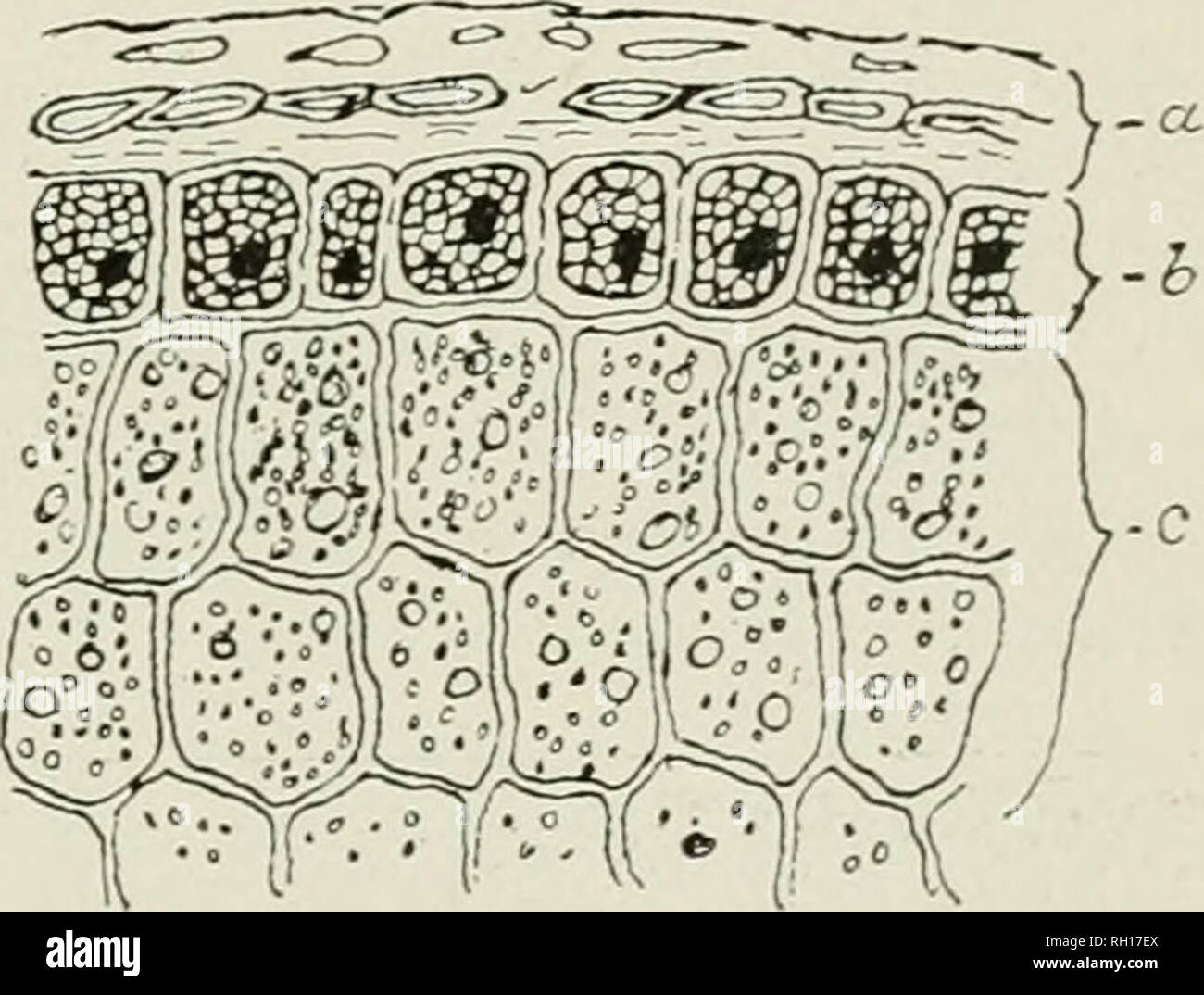 . Bulletin. Agriculture -- Ontario. Fig. 25. Cross section of a grain ...