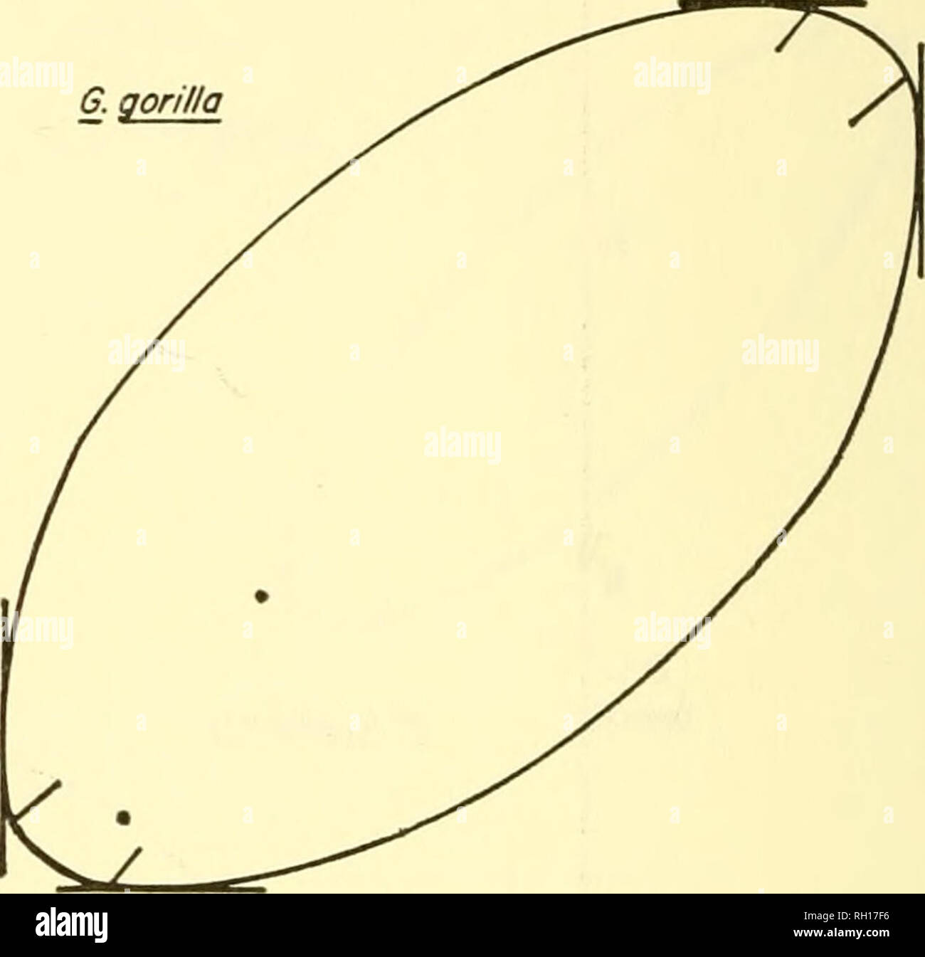 Dryopithecus hi-res stock photography and images - Alamy